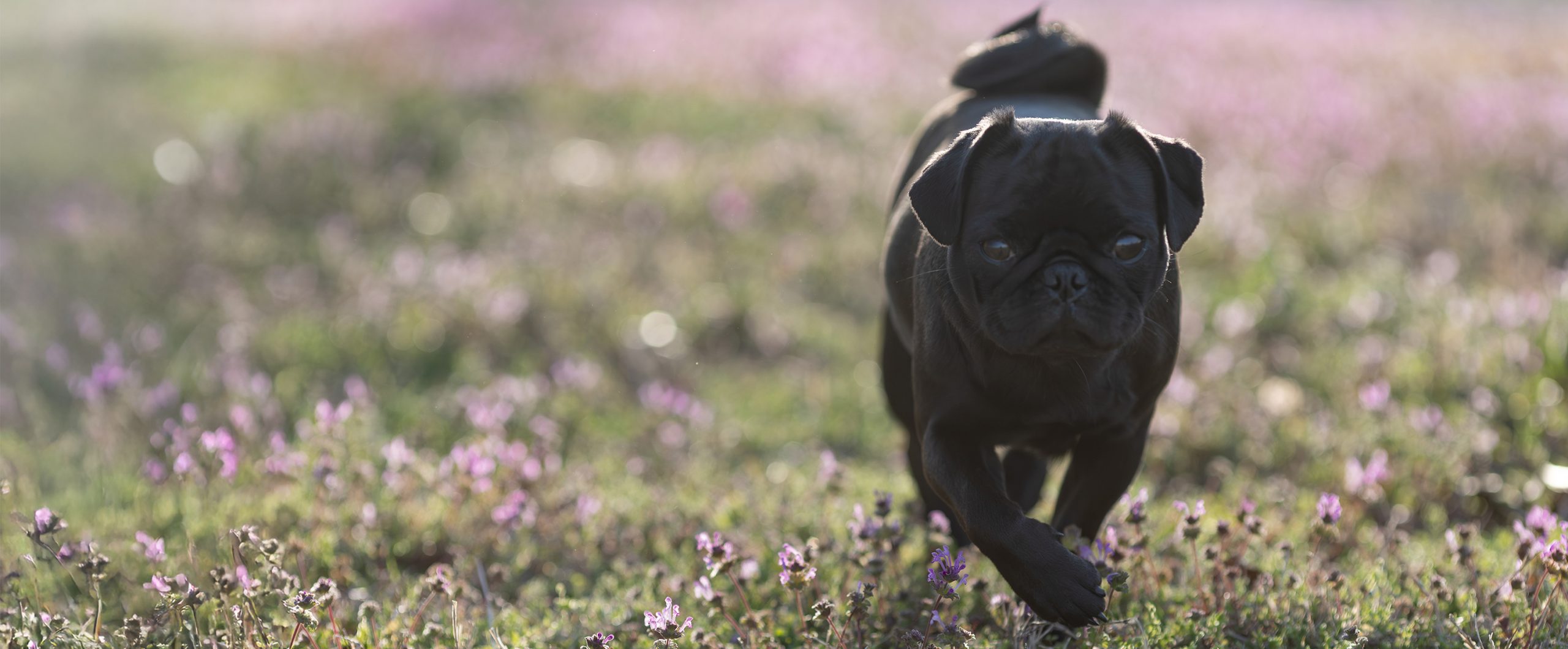 Green Valley Pugs | Healthiest and Happiest of Pugs
